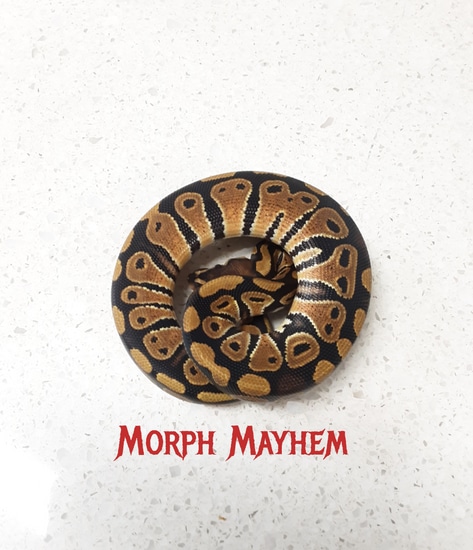 Dbl Het Axanthic/Clown Ball Python by Morph Mayhem LLC