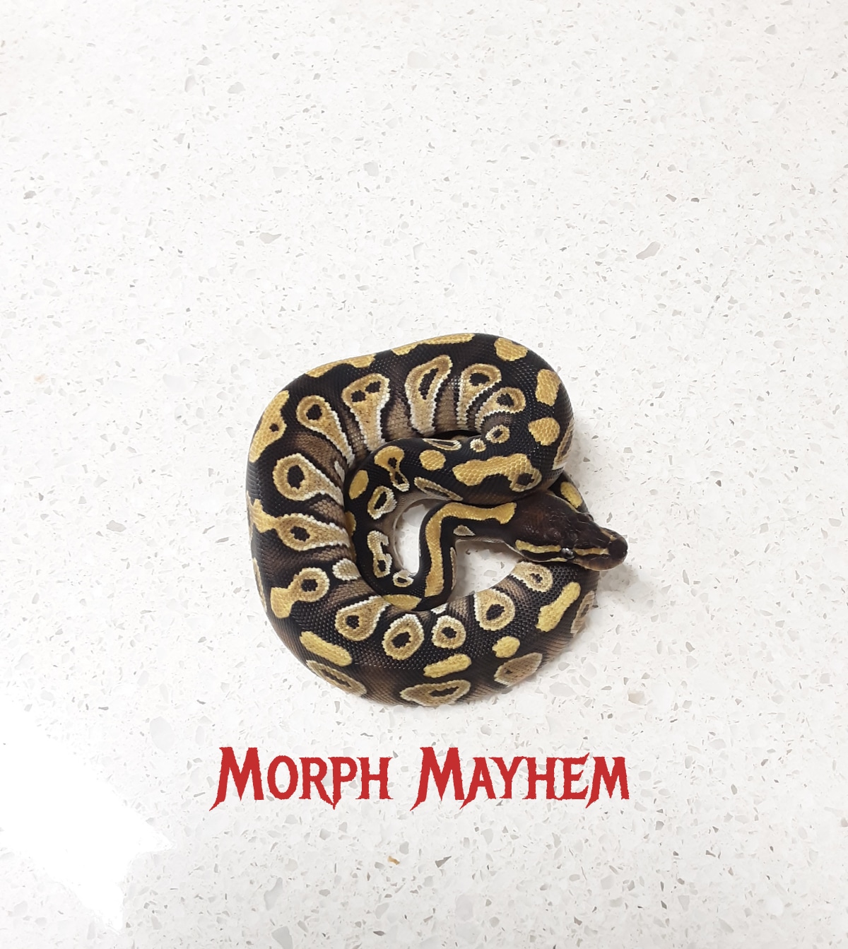 Mojave Black Head Ball Python by Morph Mayhem LLC - MorphMarket