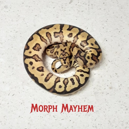 Morph Mayhem LLC - MorphMarket