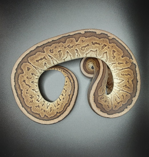 Cinnamon Pinstripe Ball Python by Morph Mayhem LLC