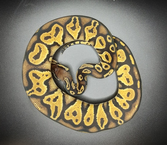 Black Head Fire Specter Ball Python by Morph Mayhem LLC