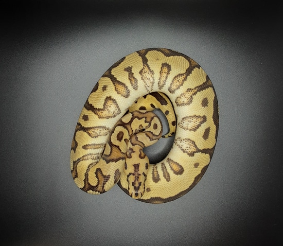 Orange Dream Spotnose Clown Ball Python by Morph Mayhem LLC