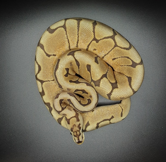 Orange Dream Spider 66% Het Clown Pos Spotnose Ball Python by Morph ...