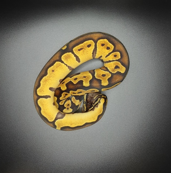 Pastel Enchi Black Head Ball Python by Morph Mayhem LLC