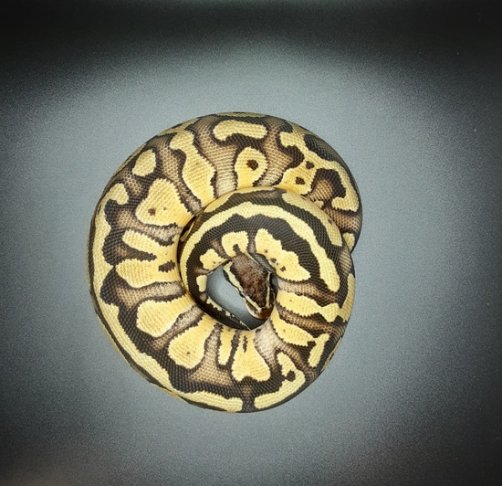 Pastel Confusion Ball Python by Morph Mayhem LLC