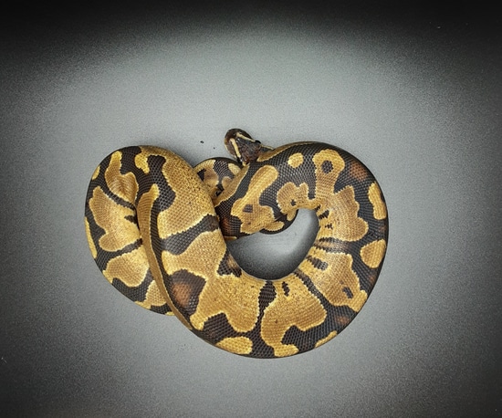 Fire Confusion Enchi Ball Python by Morph Mayhem LLC