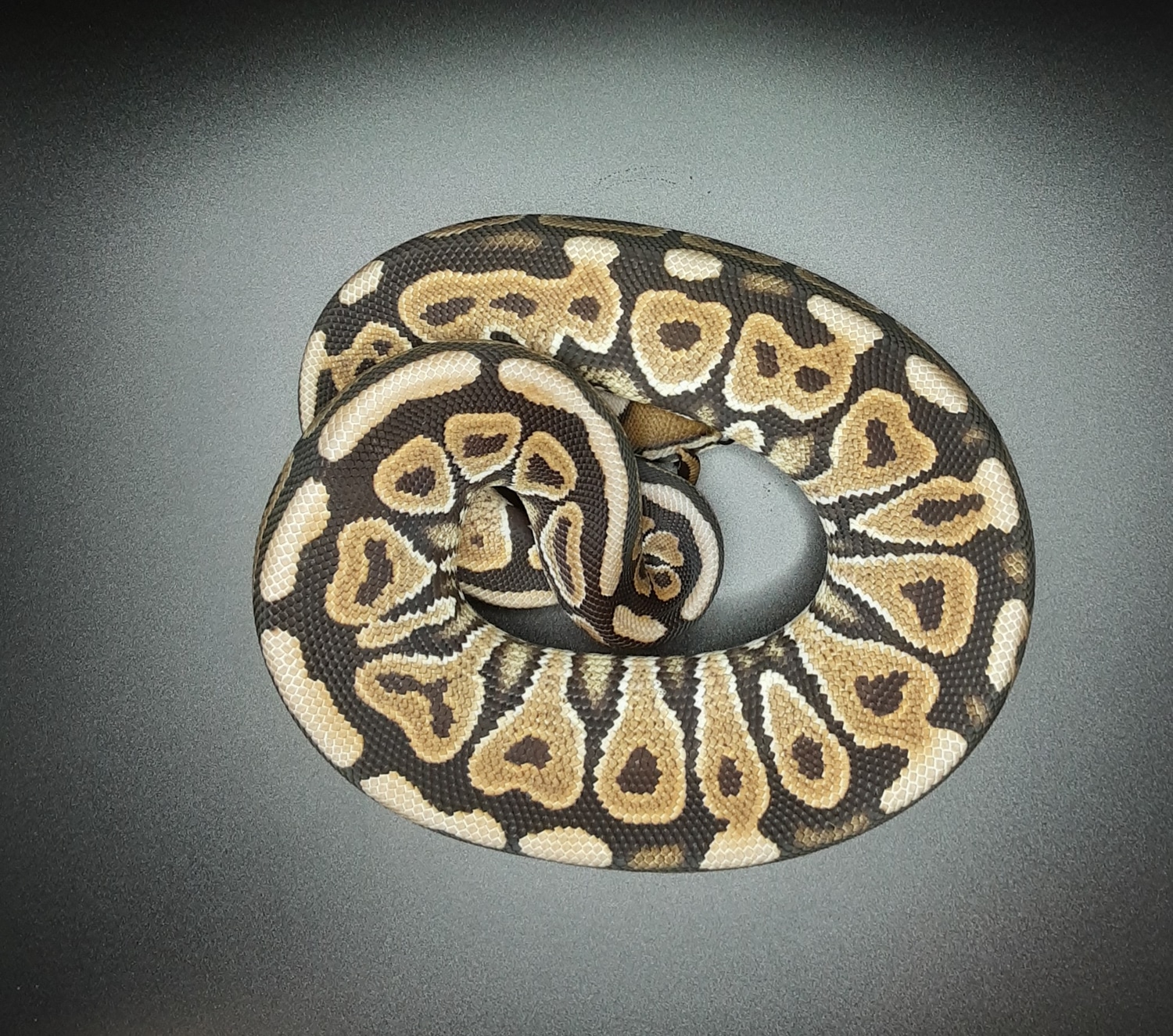Cinnamon Spotnose 66% Het Clown Ball Python by Morph Mayhem LLC - MorphMarket