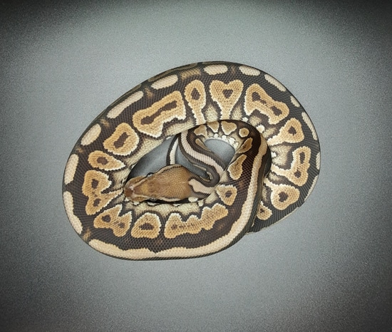Cinnamon Spotnose 66% Het Clown Ball Python by Morph Mayhem LLC