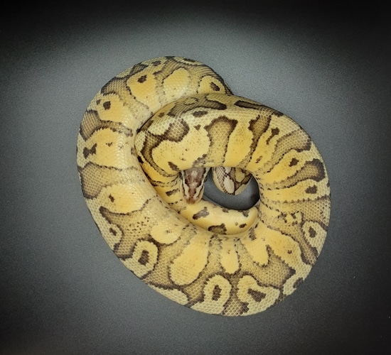 FireFly Redstripe 100% Het Clown Ball Python by Morph Mayhem LLC