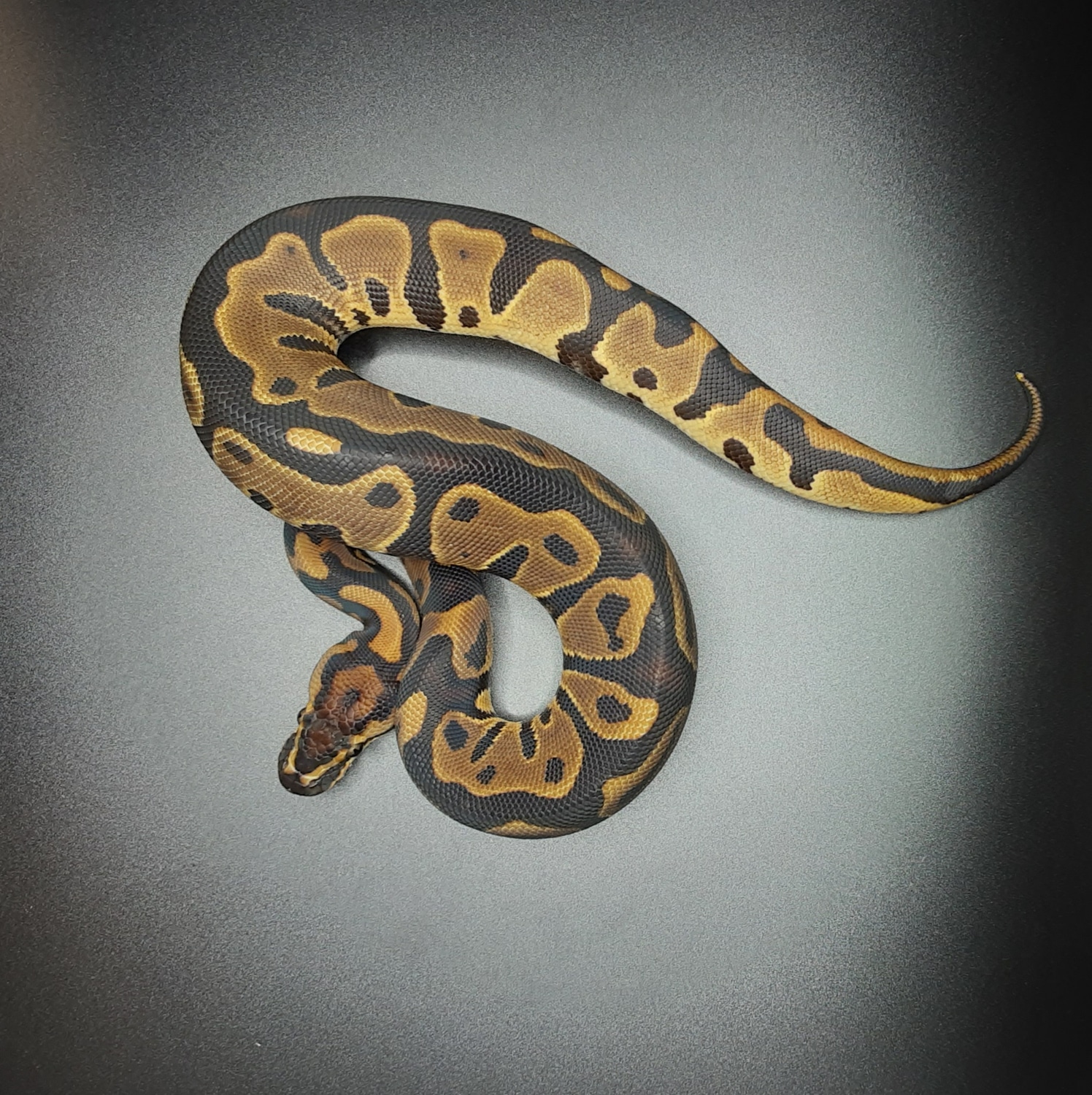 Leopard Pos. Spotnose Ball Python by Morph Mayhem LLC - MorphMarket
