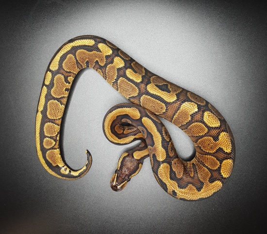 Redstripe Ball Python by Morph Mayhem LLC
