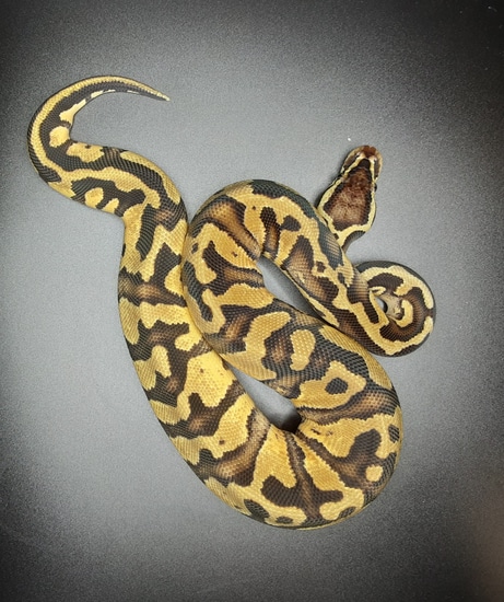 Pastel Confusion Ball Python by Morph Mayhem LLC