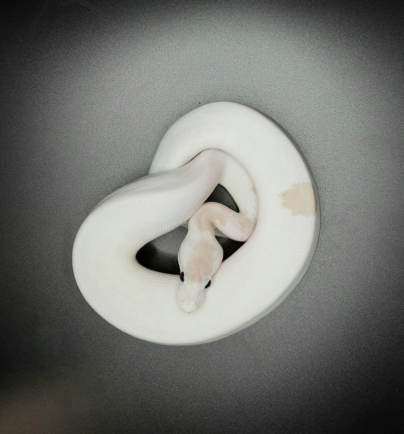 Banana Gray Matter Ball Python by Morph Mayhem LLC - MorphMarket