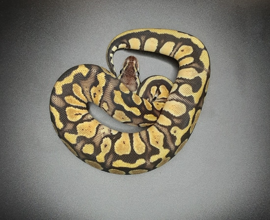 Pastel Sandblast Ball Python by Morph Mayhem LLC