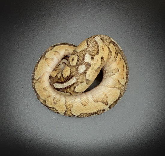 Pastel Fire Lesser Pos Het Genetic Stripe Ball Python by Morph Mayhem LLC