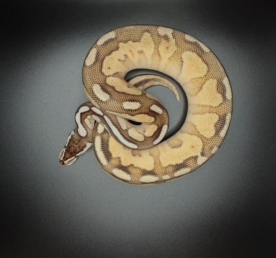 Pastel Fire Lesser Pos Genetic Stripe Ball Python by Morph Mayhem LLC