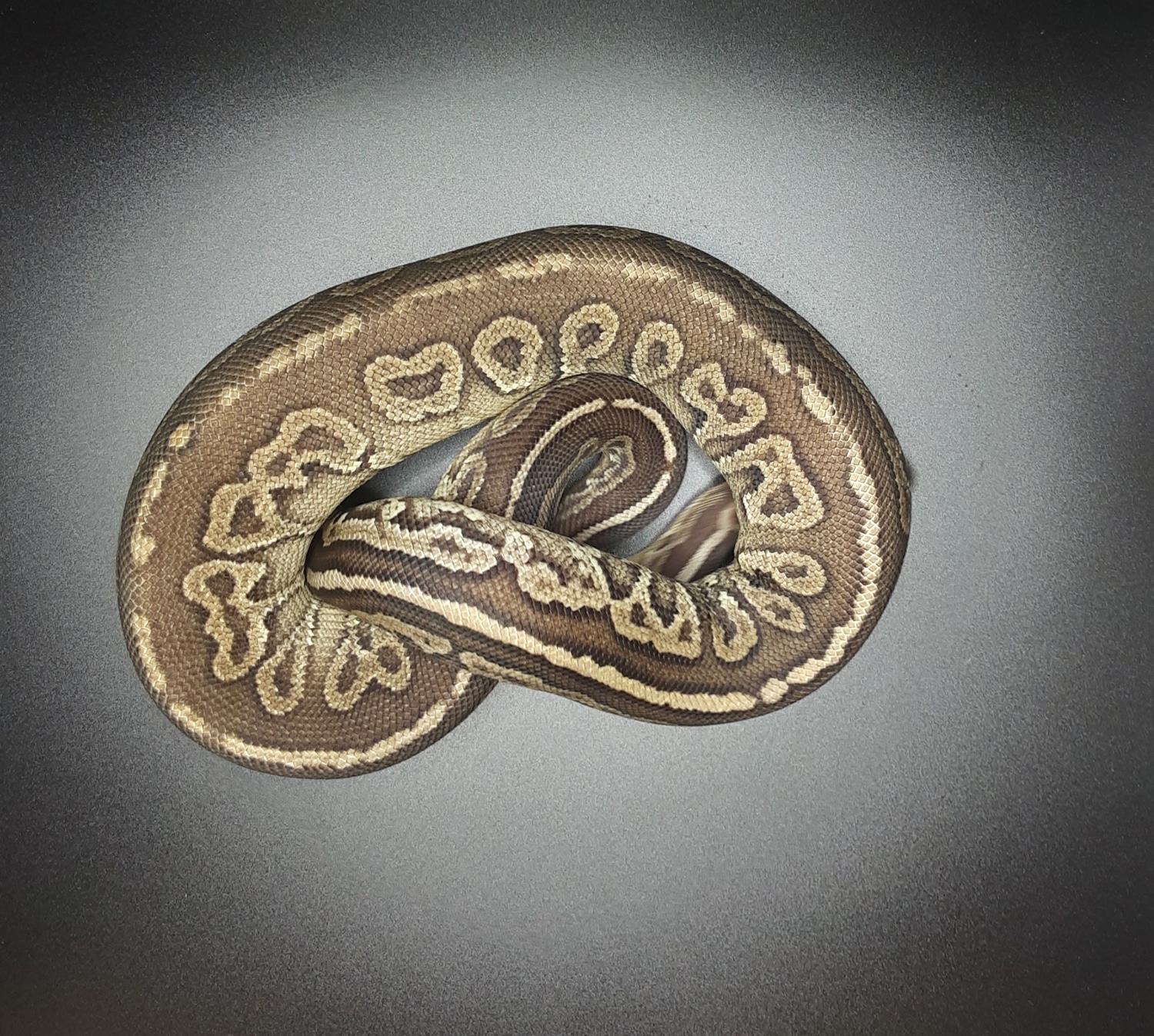 Gargoyle Ball Python by Morph Mayhem LLC - MorphMarket