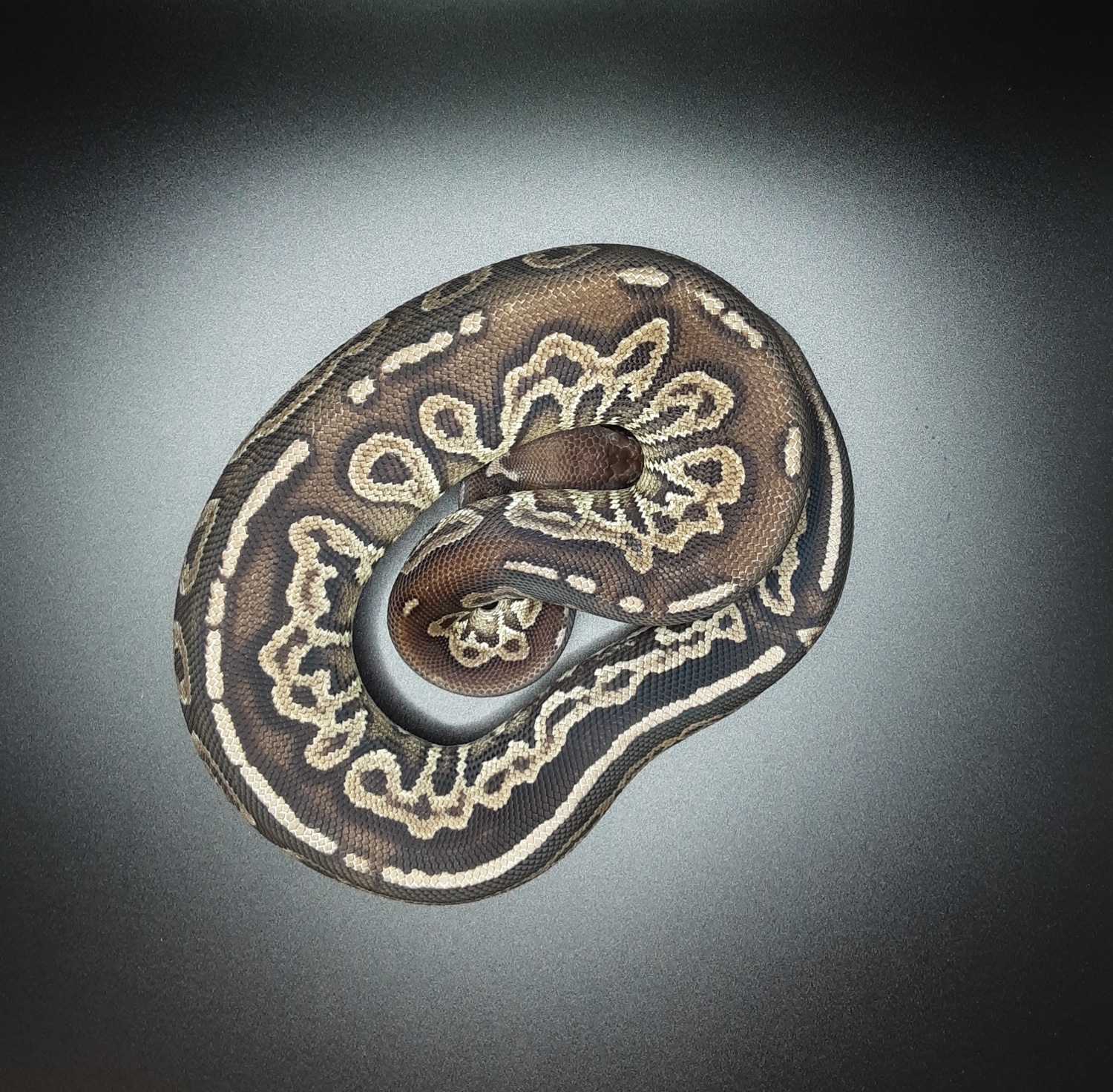 Gargoyle Ball Python by Morph Mayhem LLC - MorphMarket