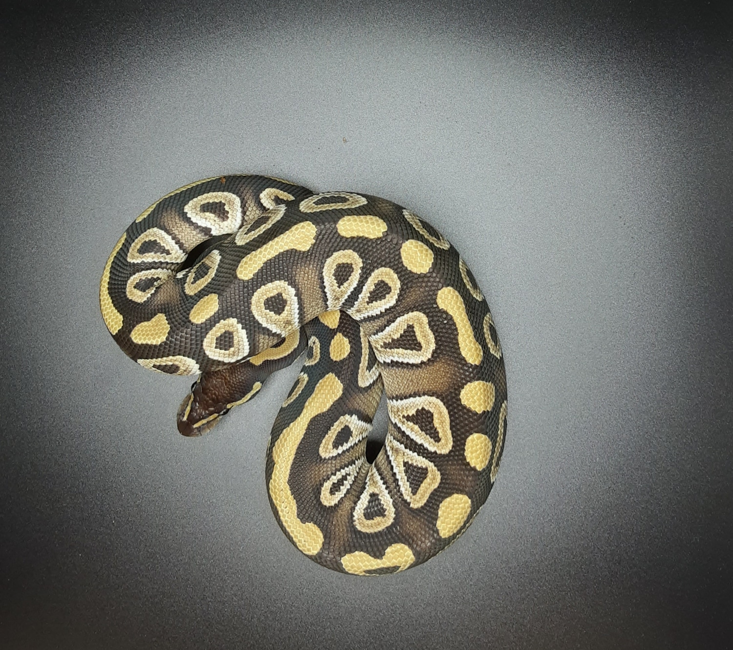 Mystic Ball Python by Morph Mayhem LLC - MorphMarket