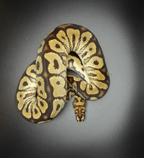 Yellow Belly Spotnose Clown Ball Python by Morph Mayhem LLC