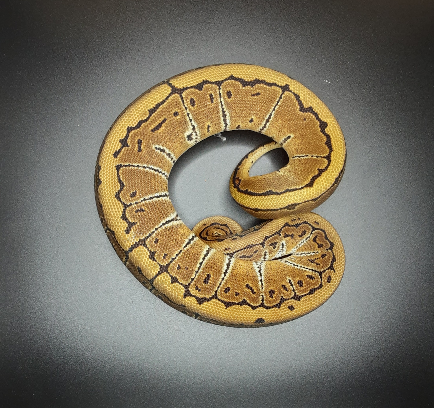 Pinstripe Ball Python by Morph Mayhem LLC - MorphMarket