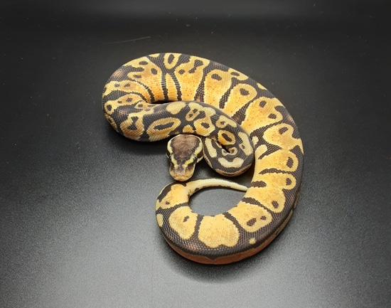 Pastel Het Candy Ball Python by Morph Mayhem LLC