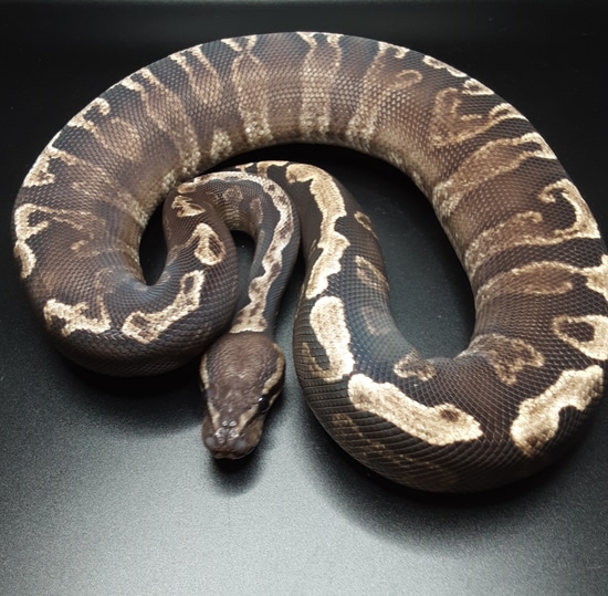 Super GHI Ball Python by Morph Mayhem LLC