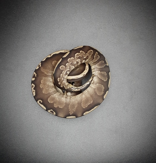 GHI Black Pastel Fire Ball Python by Morph Mayhem LLC