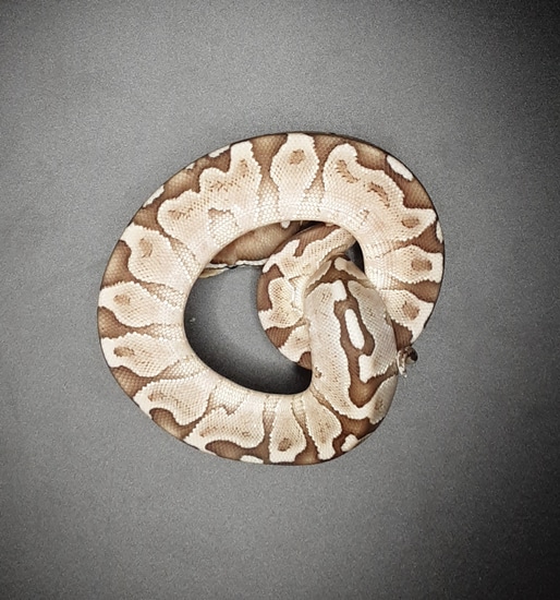 Bamboo Ball Python by Morph Mayhem LLC