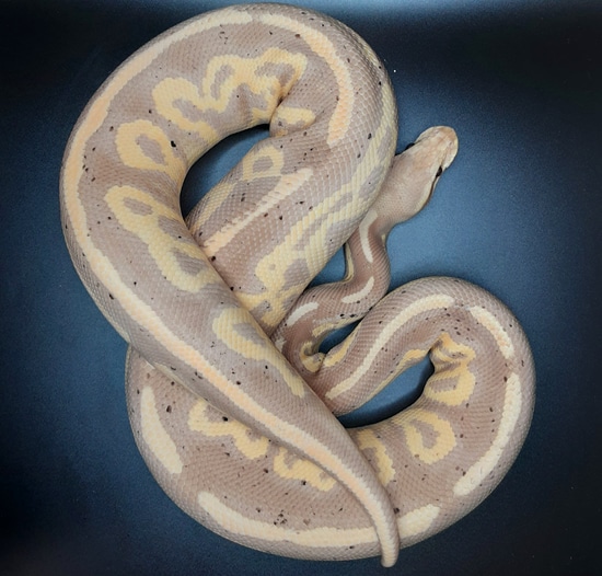 Coral Glow Cinnamon Leopard Ball Python by Morph Mayhem LLC