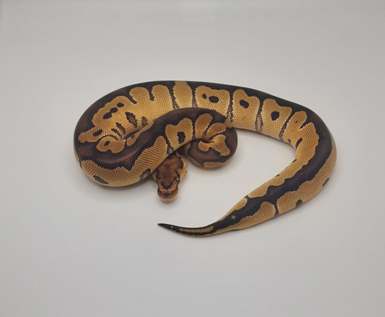Clown Ball Python by Morph Mayhem LLC