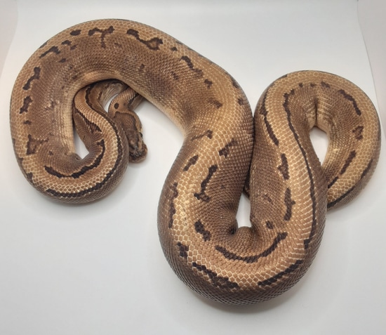 Pinstripe Leopard Het Hypo Het Pied Ball Python by Morph Mayhem LLC
