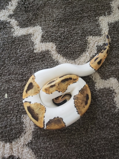Fire Pied Ball Python by Husky Snakes