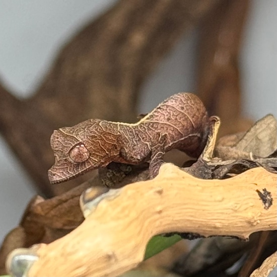 Holdback Quality, High-Veining, Frosted 2025 Uroplatus Ebenaui Leaf ...