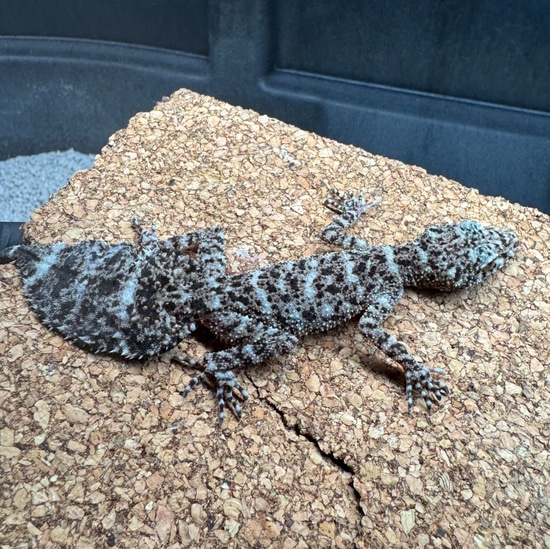 Phyllurus Amnicola (RTB) Leaf-Tailed Gecko by Miami Tortoise Garden