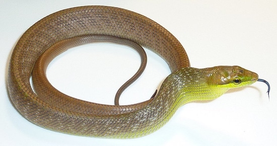 Cbb Silver Phase Red Tailed Green Rat Snake Red-Tailed Green Rat Snake ...