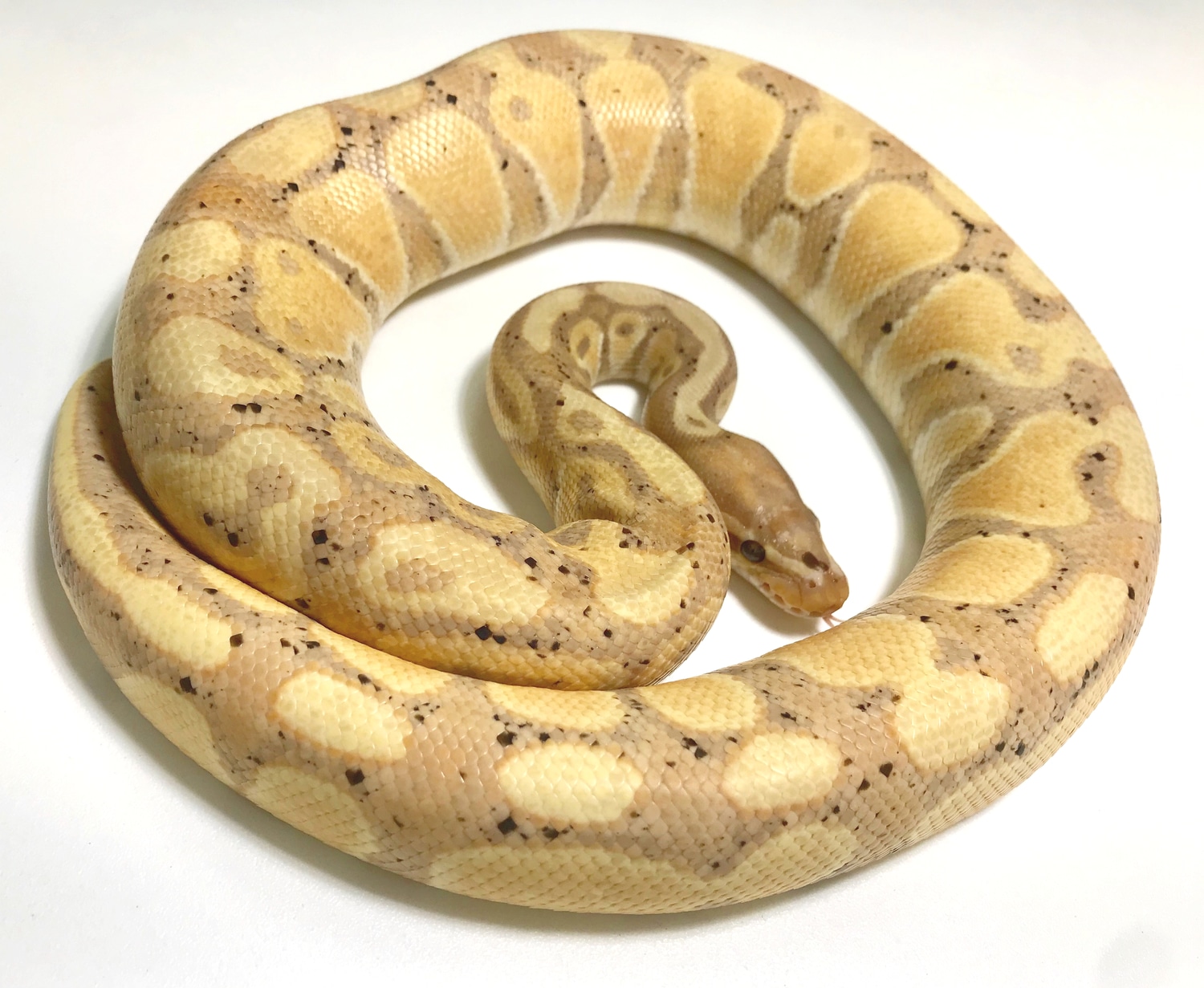 Banana Ball Python by Miami Reptile Company - MorphMarket