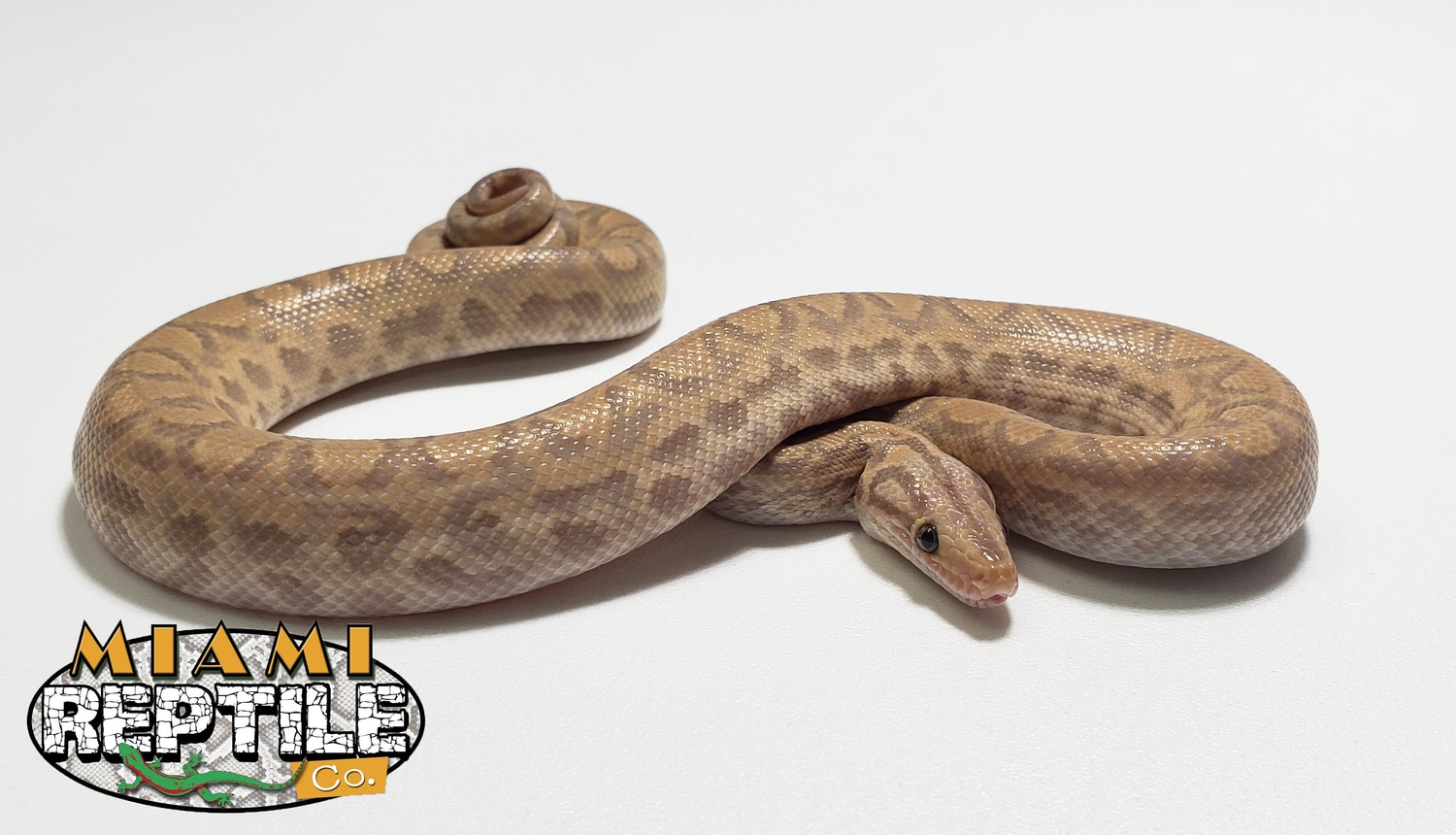 T+ Caramel Albino Colombian Rainbow Boa by Miami Reptile Company ...