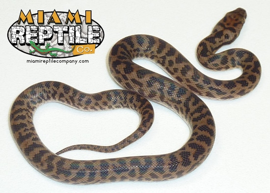 Childrens Python Children's Python by Miami Reptile Company