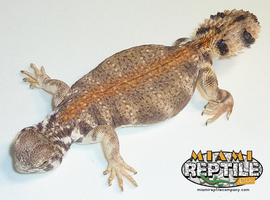 1.1 Thomasi Uromastyx More Lizard by Miami Reptile Company