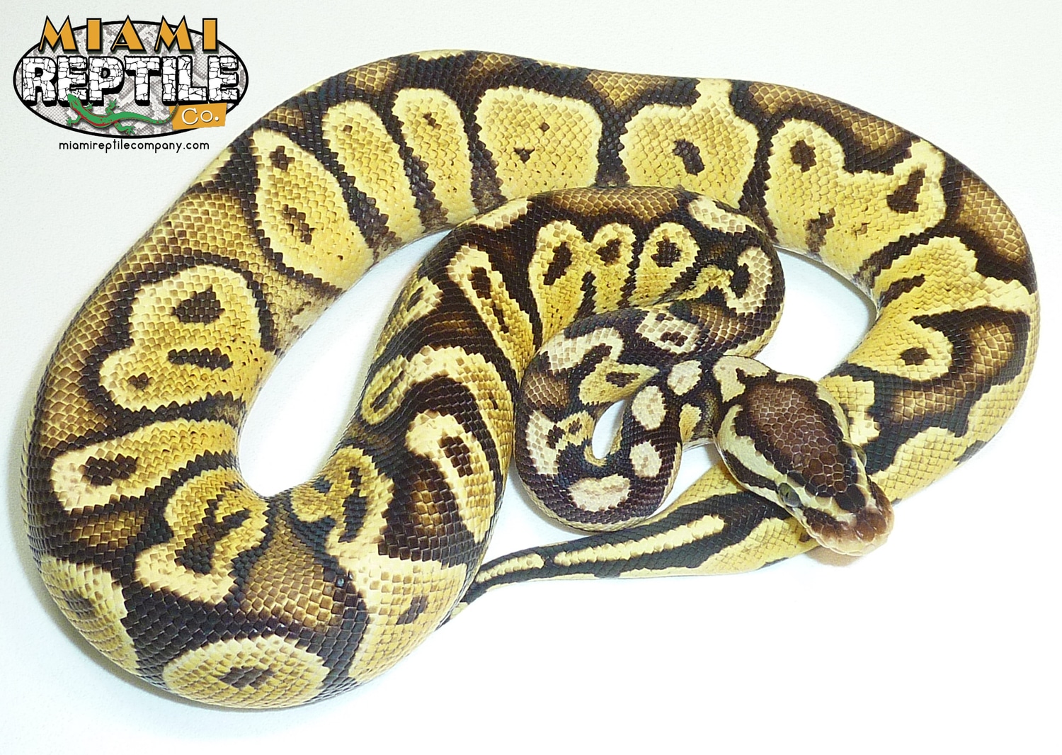 Pastel Mckenzie Ball Python by Miami Reptile Company - MorphMarket