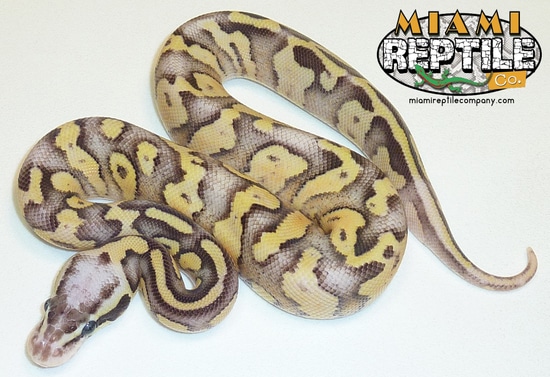 Superfly Ball Python by Miami Reptile Company