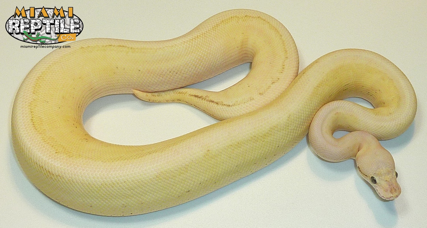 Super Stripe Super Blast Ball Python by Miami Reptile Company - MorphMarket