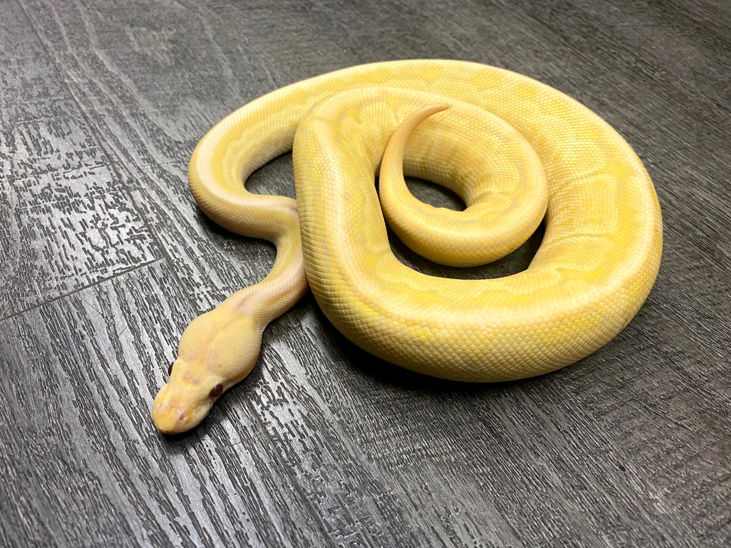 Female Black Pastel Pinstripe Candino Ball Python by Miami Reptile ...