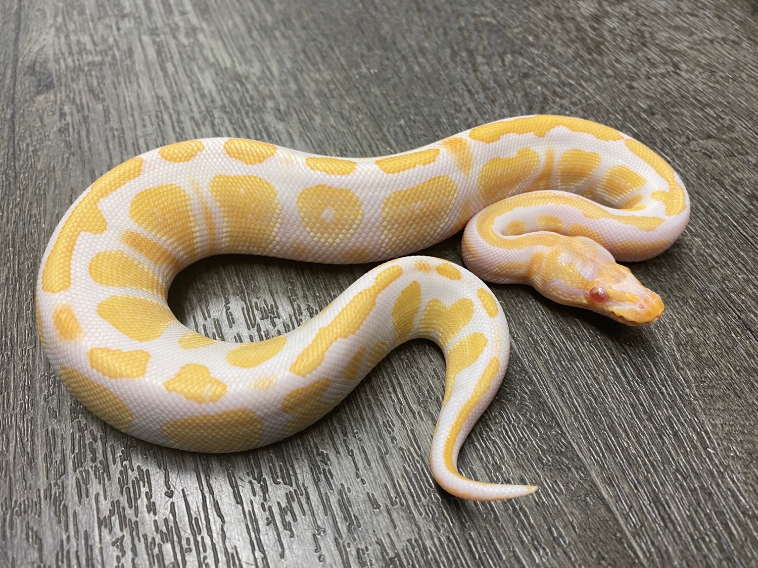 Male Albino Mahogany Ball Python by Miami Reptile Company - MorphMarket
