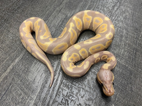 Male Banana Raven Ball Python by Miami Reptile Company