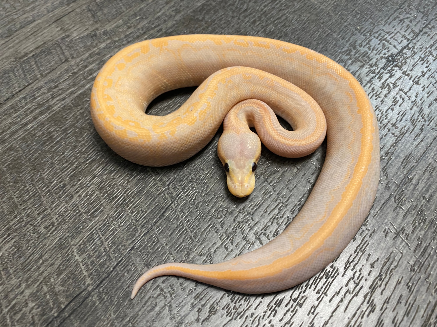 Male Black Pastel Banana Pinstripe Ball Python by Miami Reptile Company ...