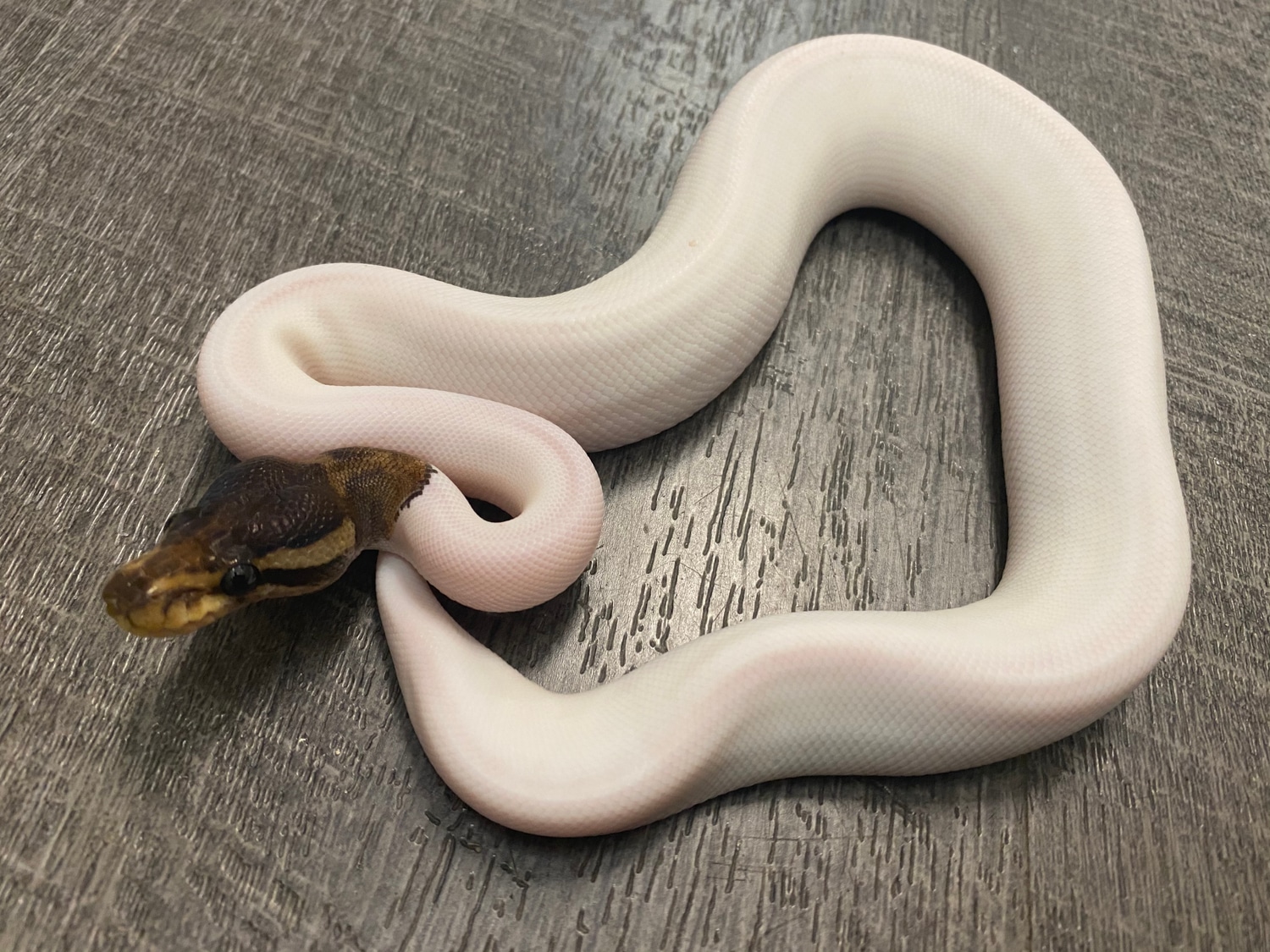 Male Cinnamon Pied Ball Python by Miami Reptile Company - MorphMarket