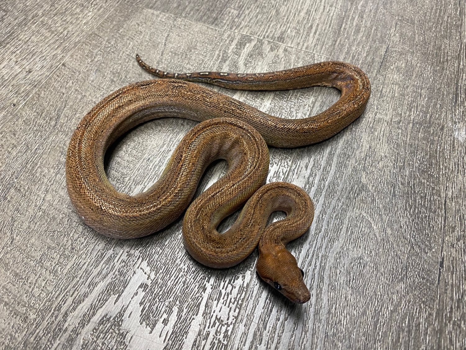 Female Super Hypo Sonoran Leopard Boa Constrictor by Miami Reptile ...