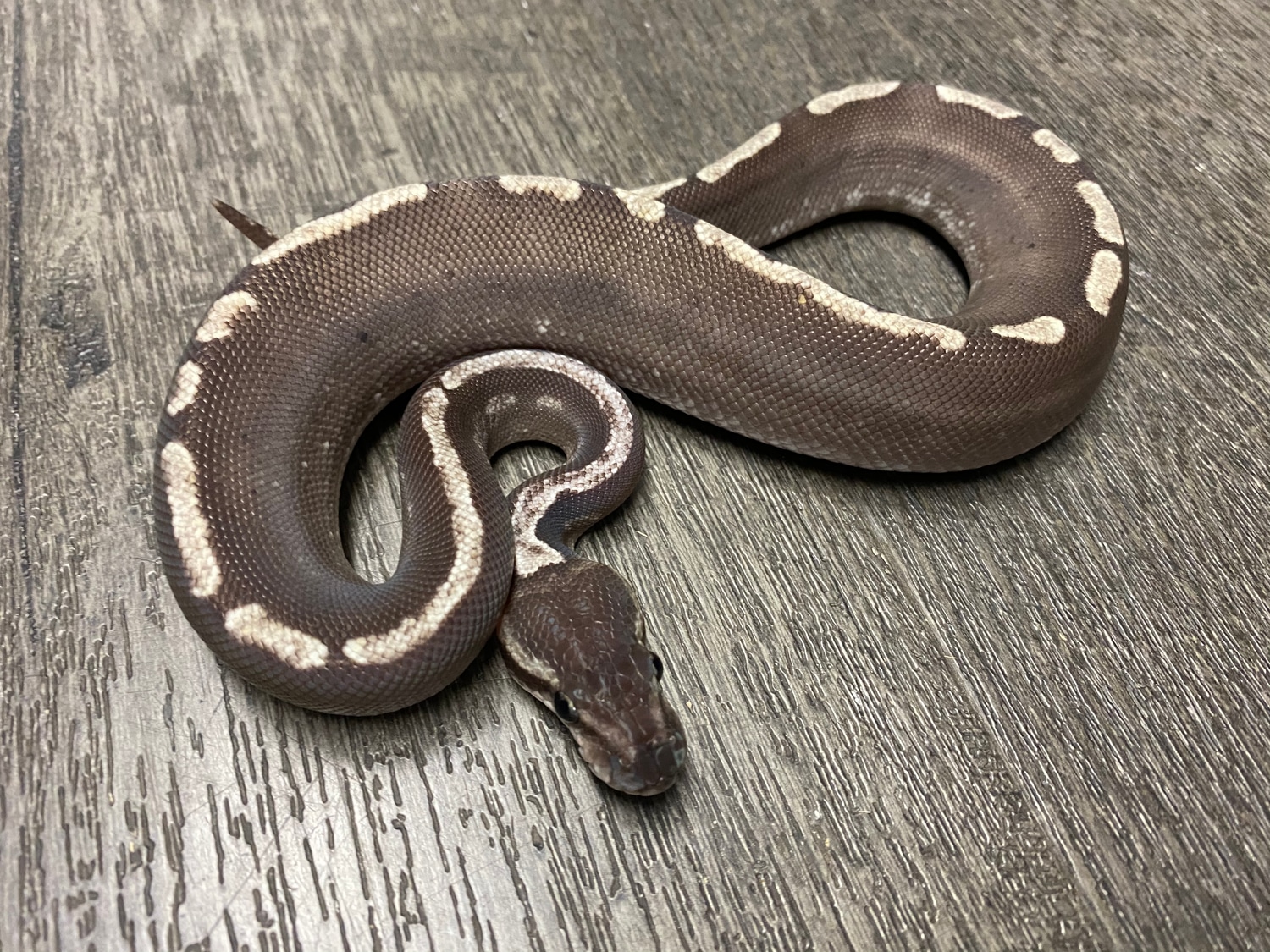 Male Super GHI Mojave 4.16.20 Ball Python by Miami Reptile Company ...